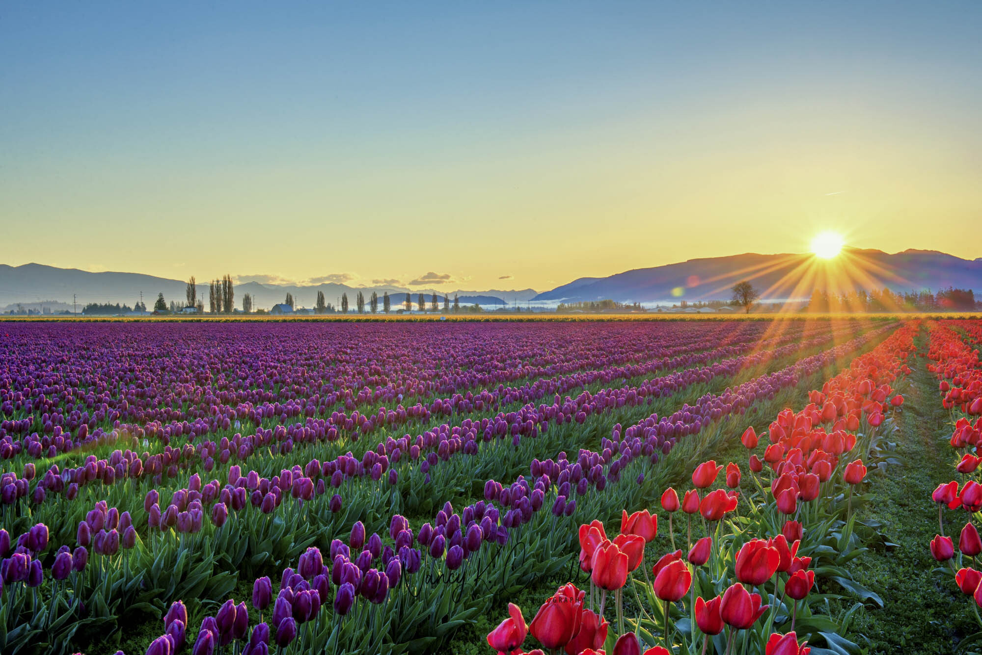 Town begins planning for annual springtime Tulip Festival Parade – La ...